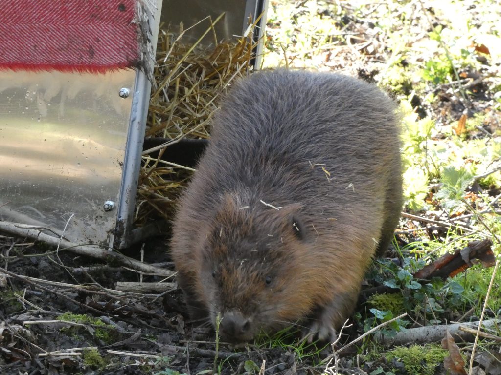 Enfield Dispatch | First for London as beavers released in Enfield