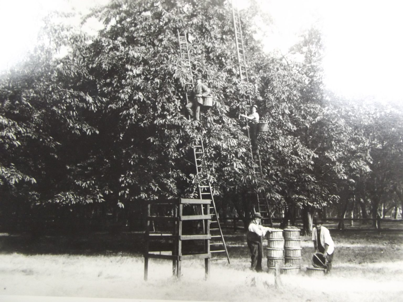 Discovering the Cracknells of Enfield - Enfield Dispatch
