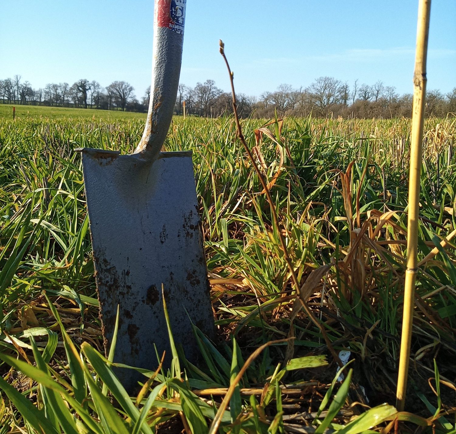 Thousands more trees being planted across Enfield - Enfield Dispatch