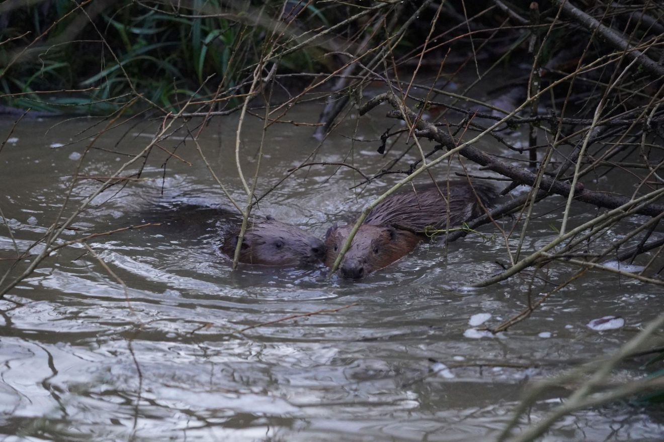 Replacement beavers arrive after second death confirmed - Enfield Dispatch