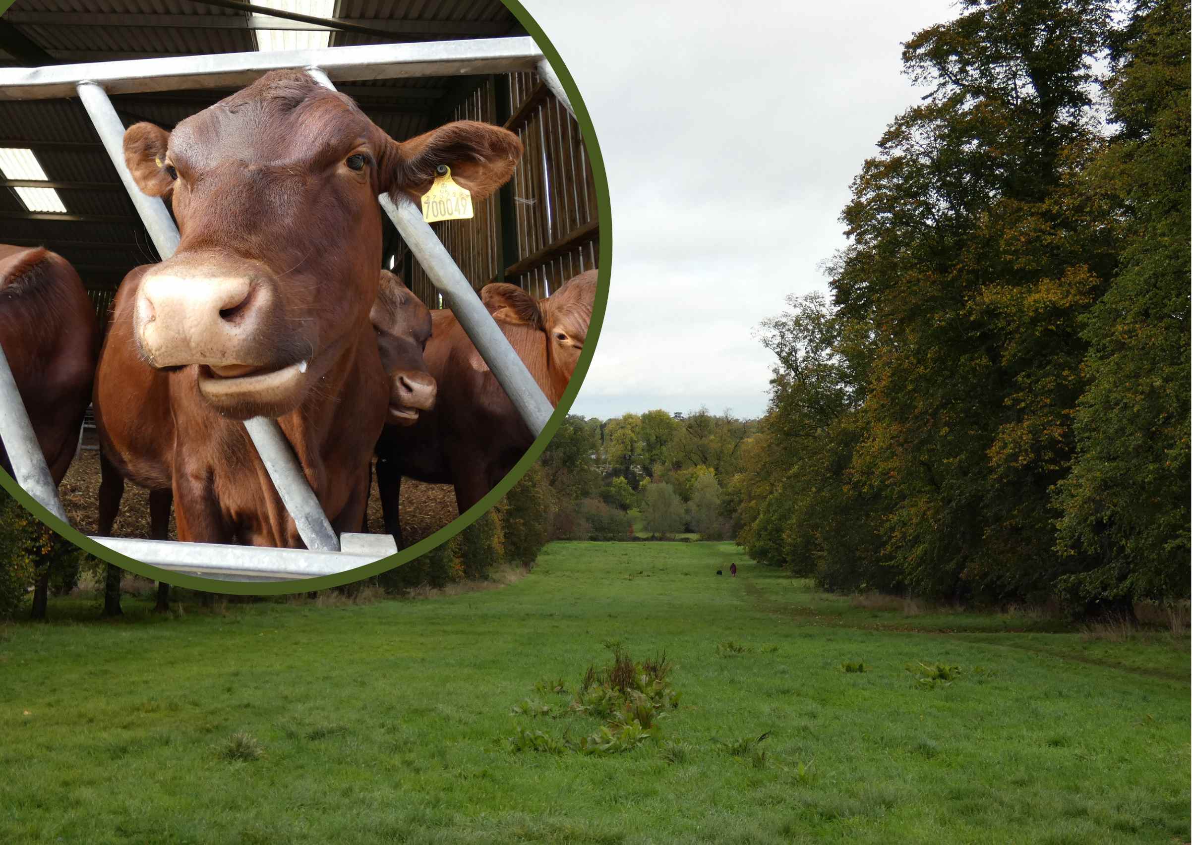 Grazing cattle arriving at two Enfield parks - Enfield Dispatch