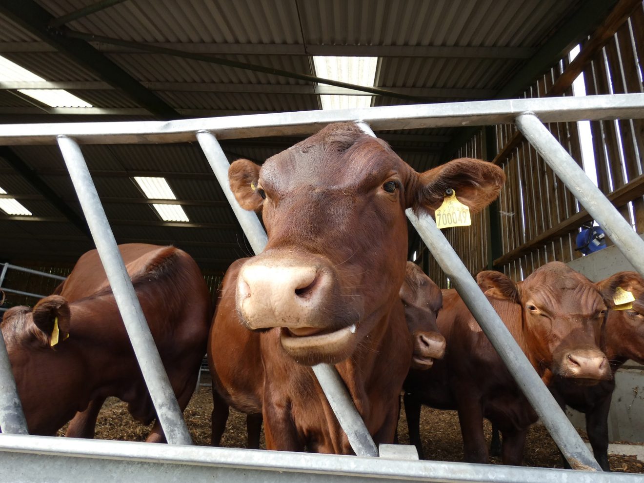 Tories warn 'beasts' will scare off visitors to Forty Hall Estate ...