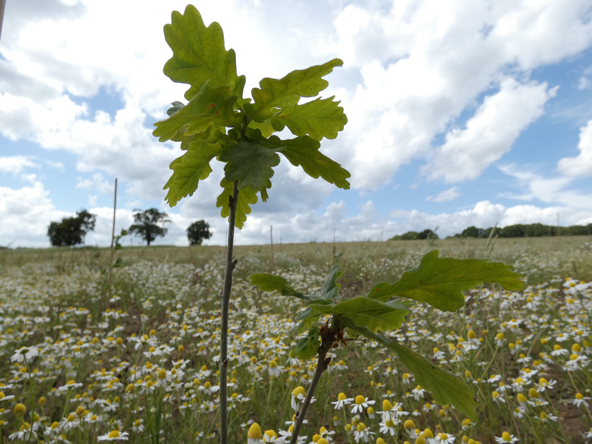 Call for help identifying new woodland sites in Enfield - Enfield Dispatch