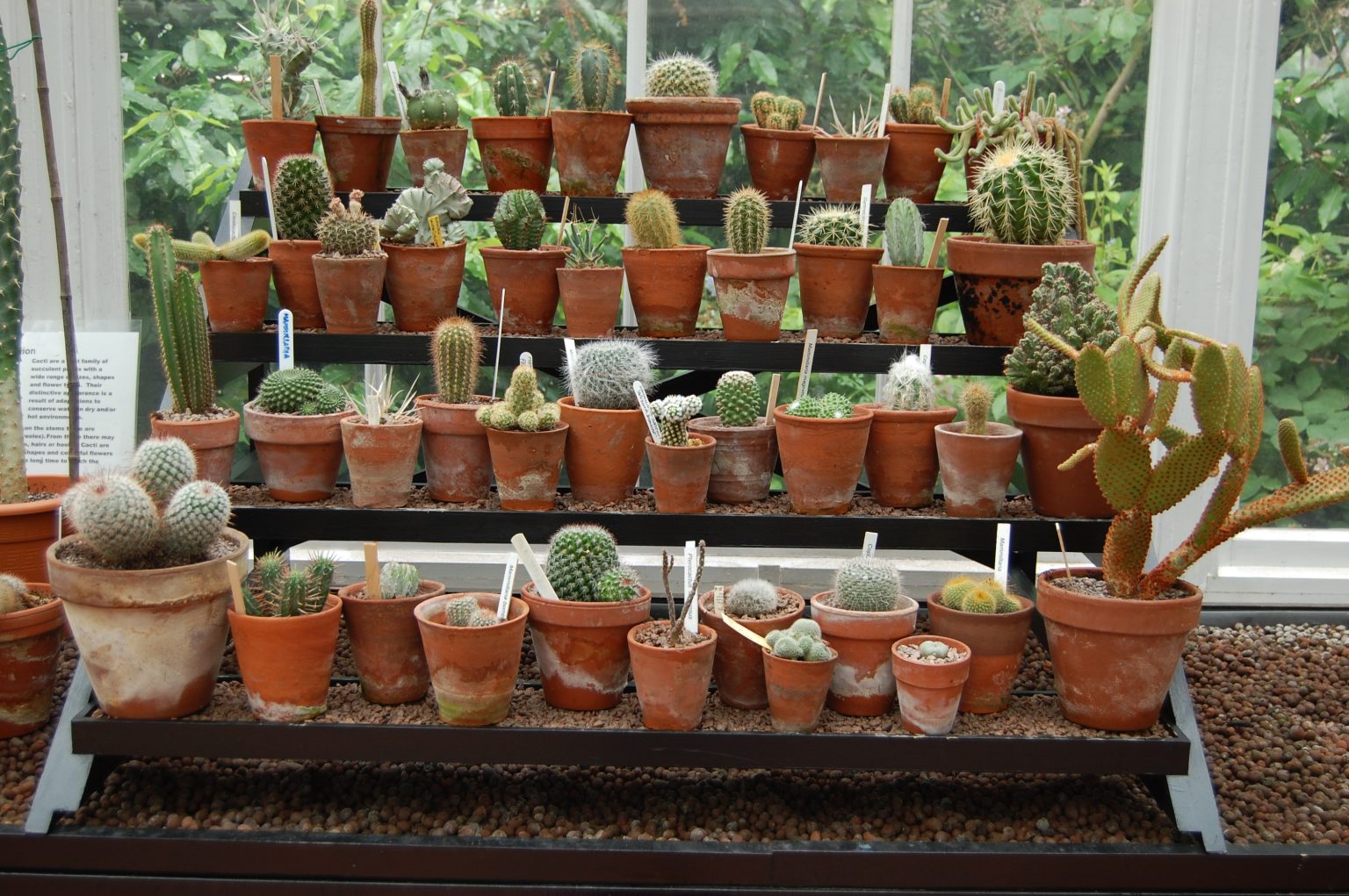 'Tropical world' reopening in Palmers Green - Enfield Dispatch