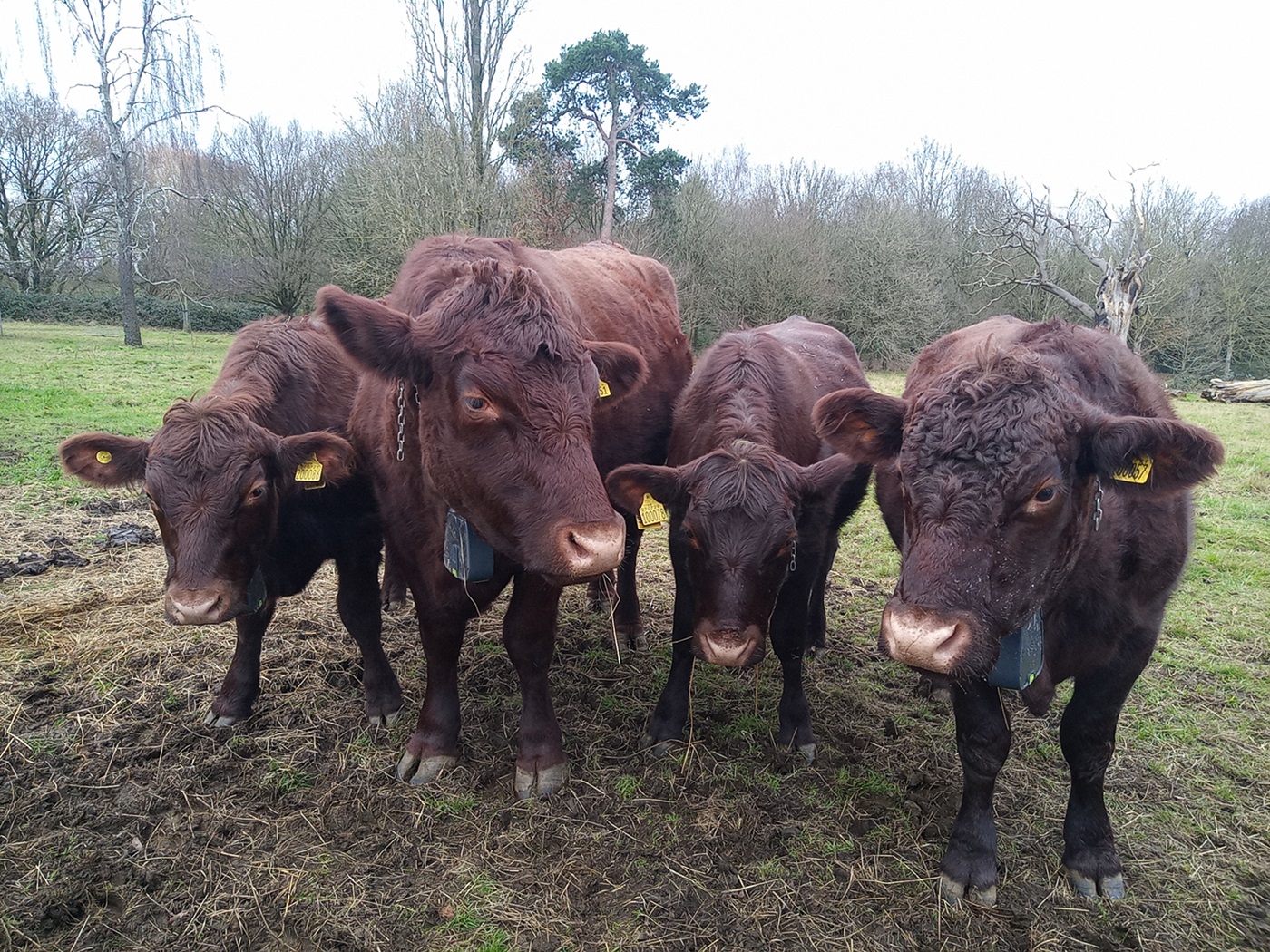Cows set to continue grazing at two Enfield parks after 'successful ...
