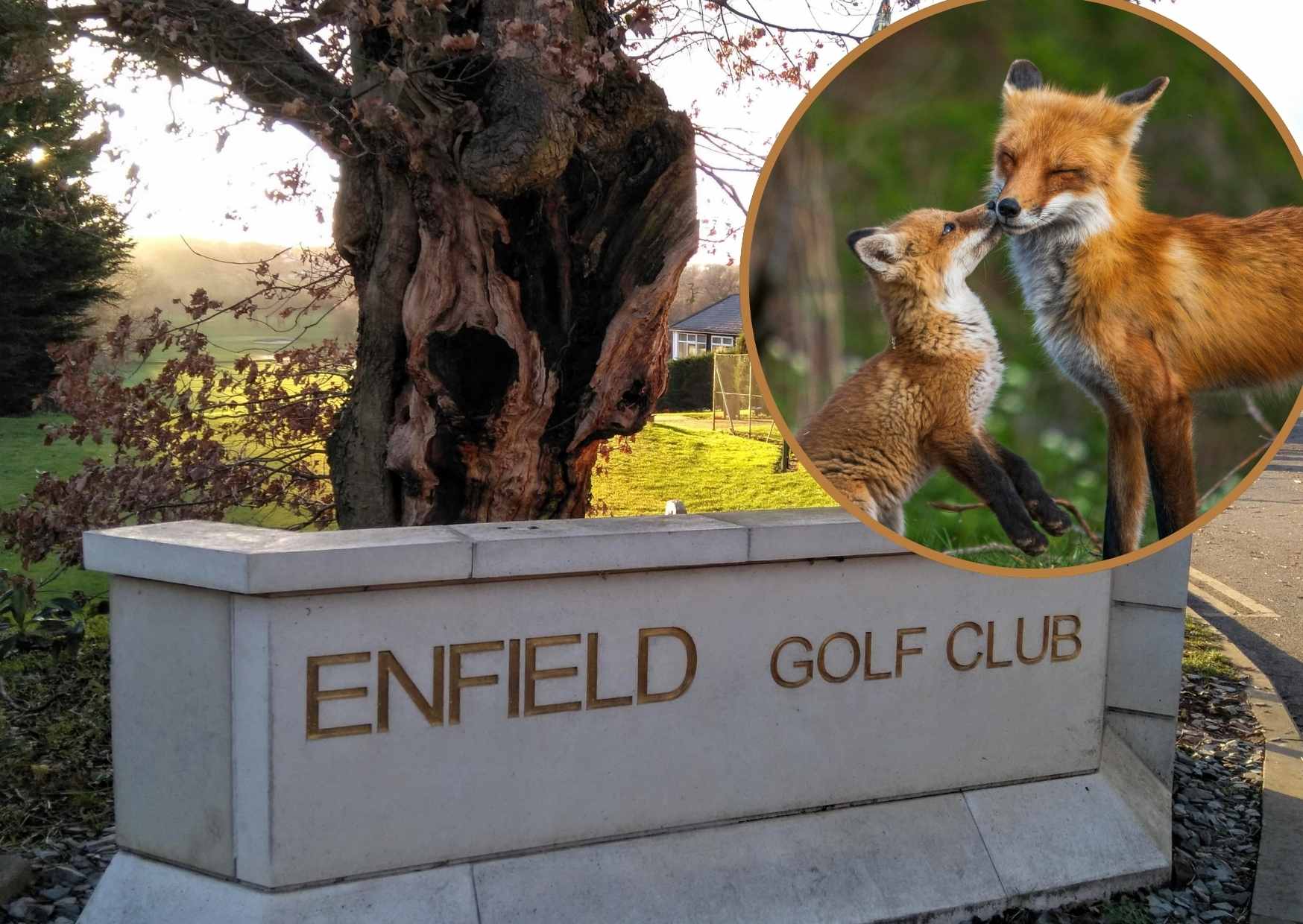 Enfield Golf Club slammed by locals for killing foxes - Enfield Dispatch
