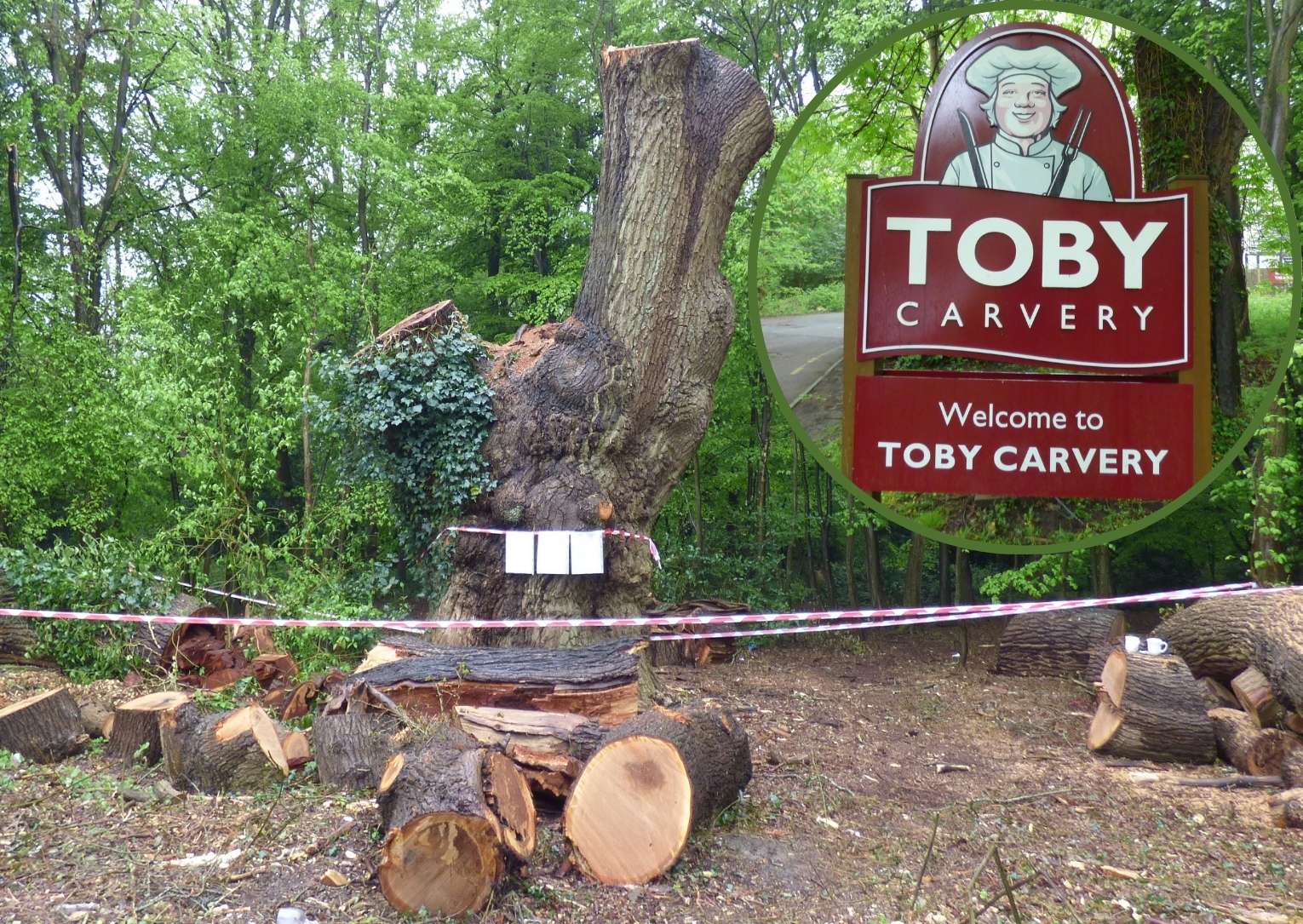 Apology from Toby Carvery over Whitewebbs oak – as council urged to ...