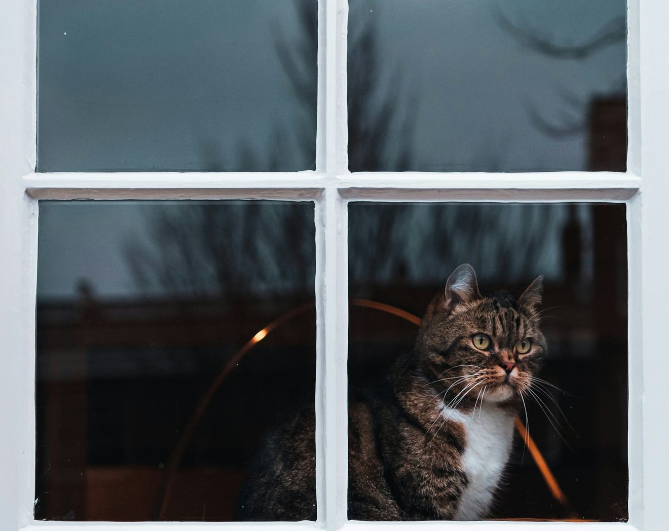 'Keep cats indoors at night,' warns pet detective probing serial kitty ...