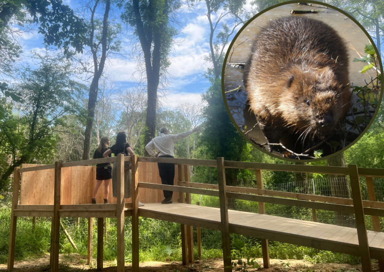 Viewing platform and visitor tours launched at Enfield beaver enclosure ...