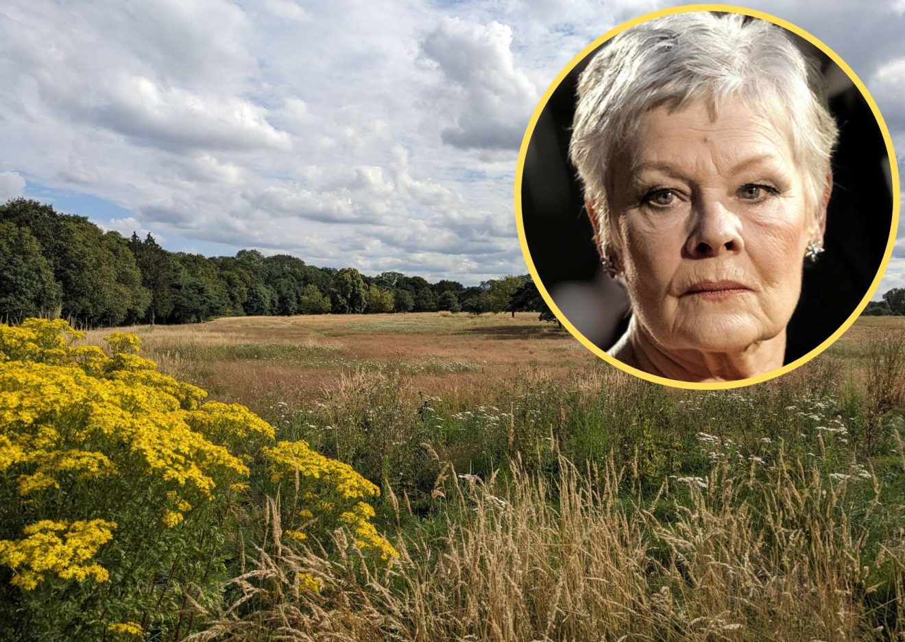 Dame Judi backs campaign to save Whitewebbs Park - Enfield Dispatch